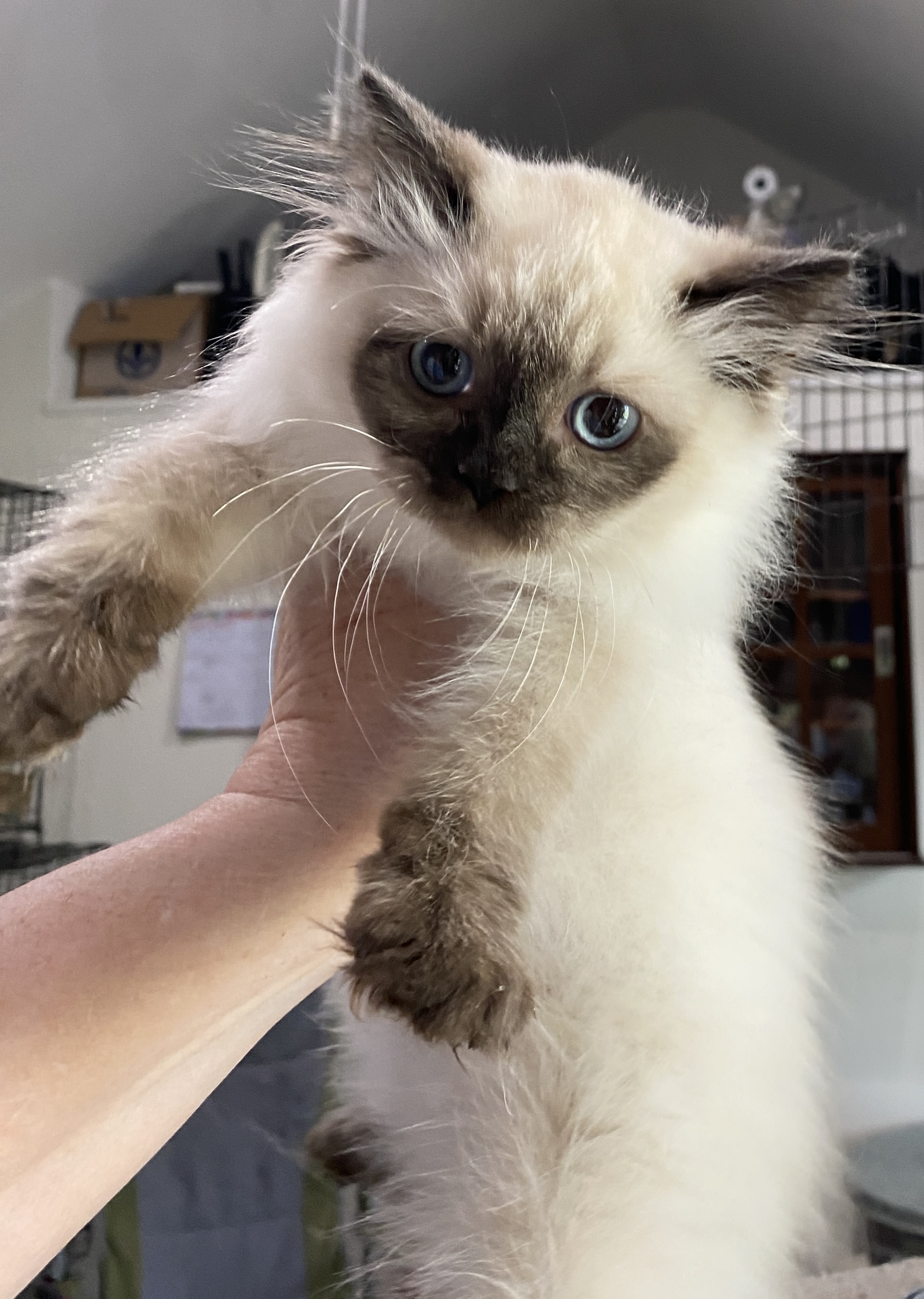 Home [ragdollsnw.com]