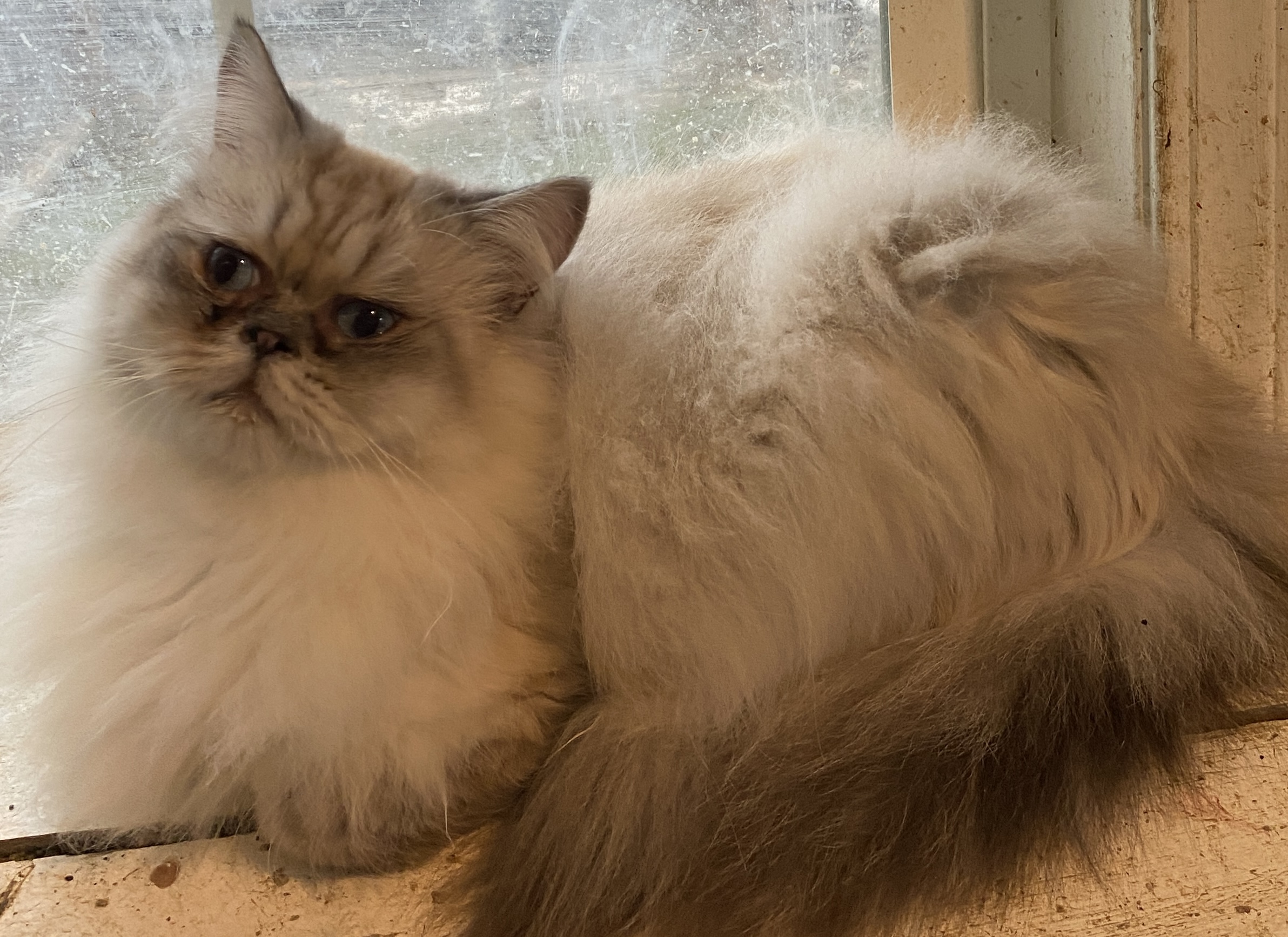 Home [ragdollsnw.com]