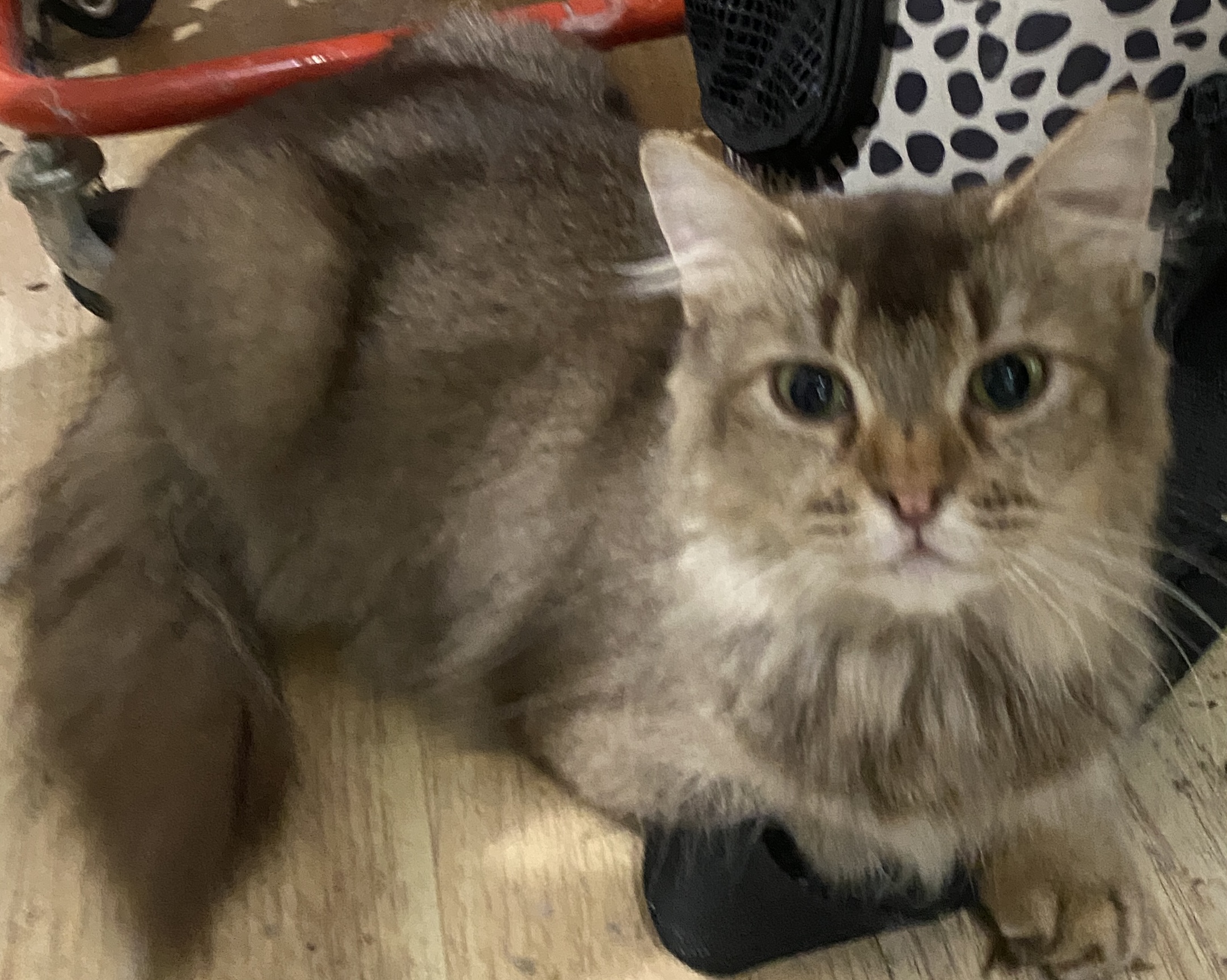 Home [ragdollsnw.com]